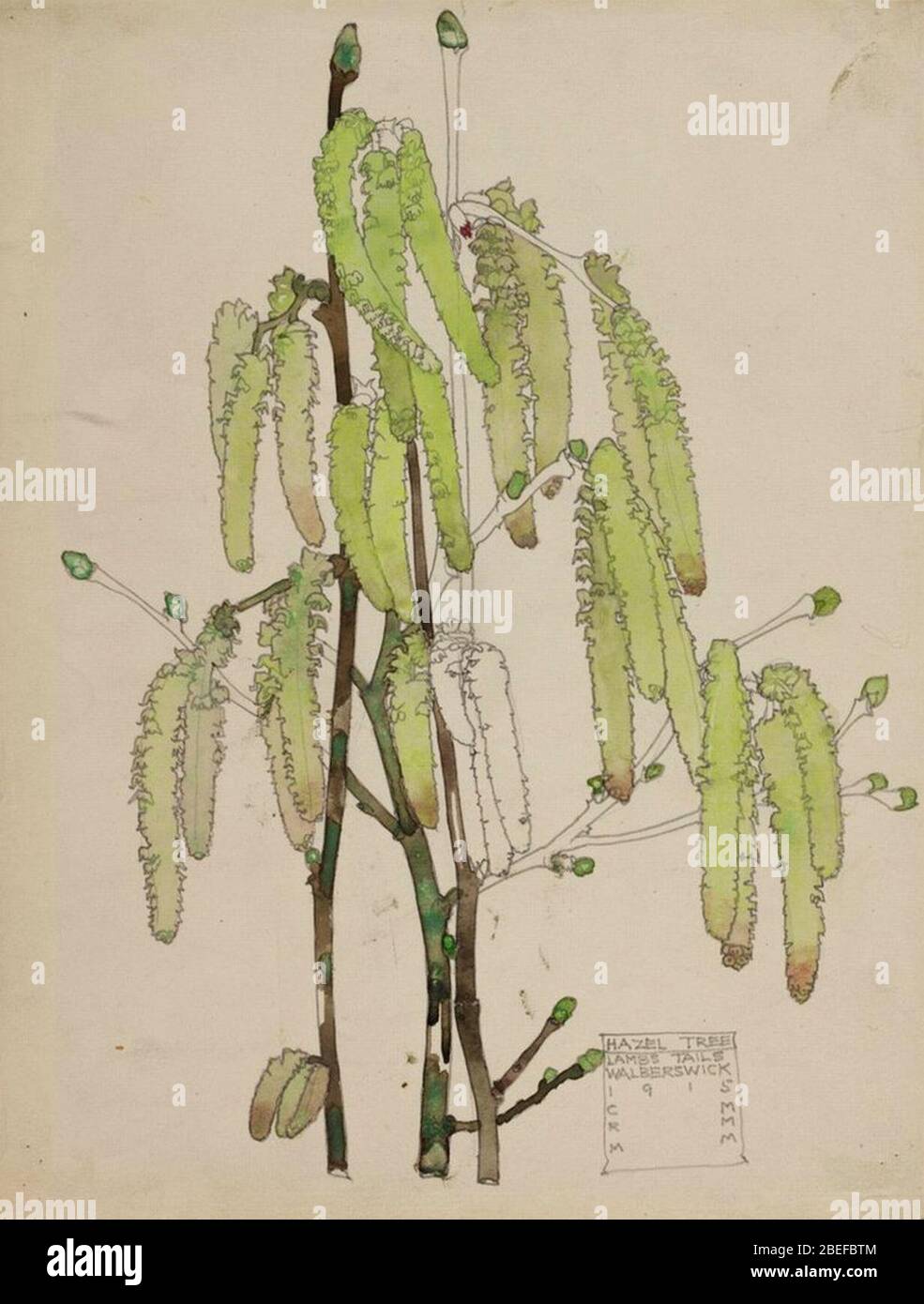 Hazel Tree Lambs Tails - Walberswick - Charles & Margaret Mackintosh ...