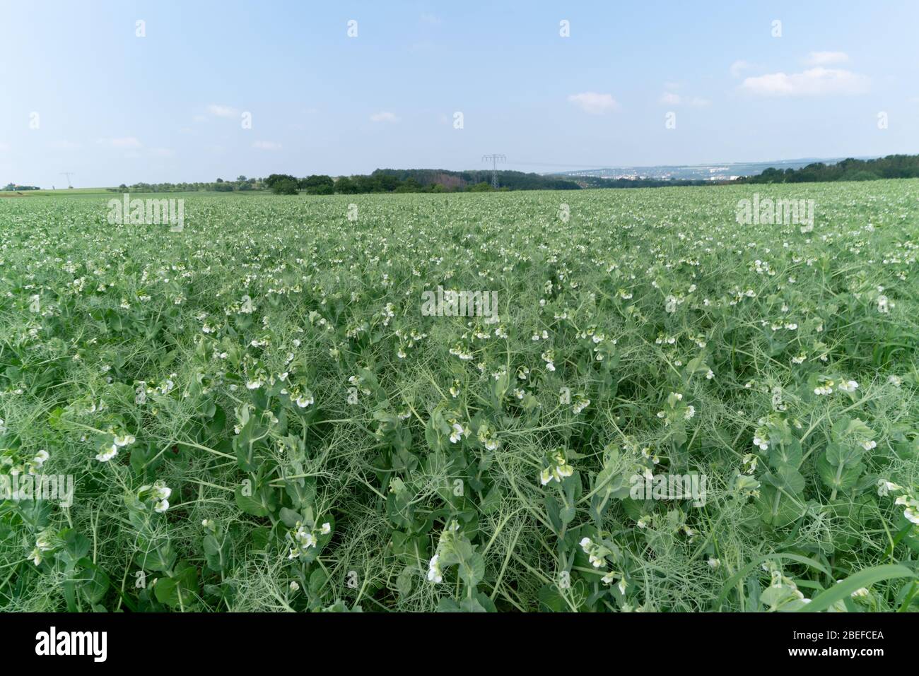 Green field of flowering peas Stock Photo - Alamy