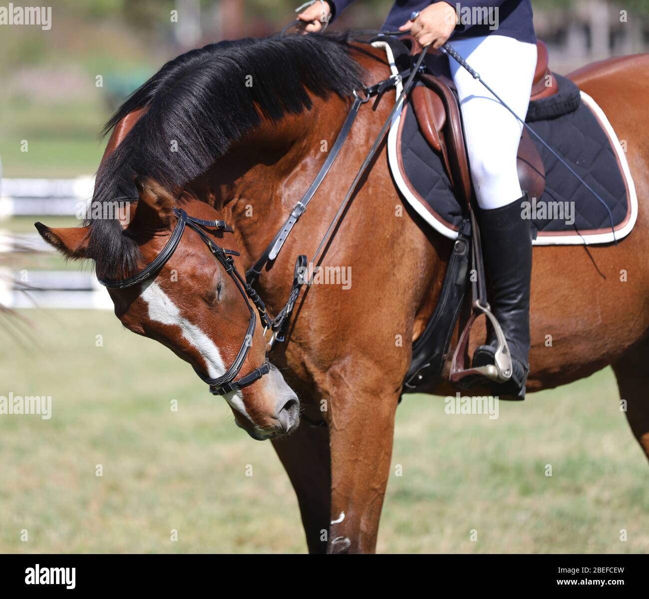 The back of a saddled red horse.Equestrian sport.Dressage horse ...