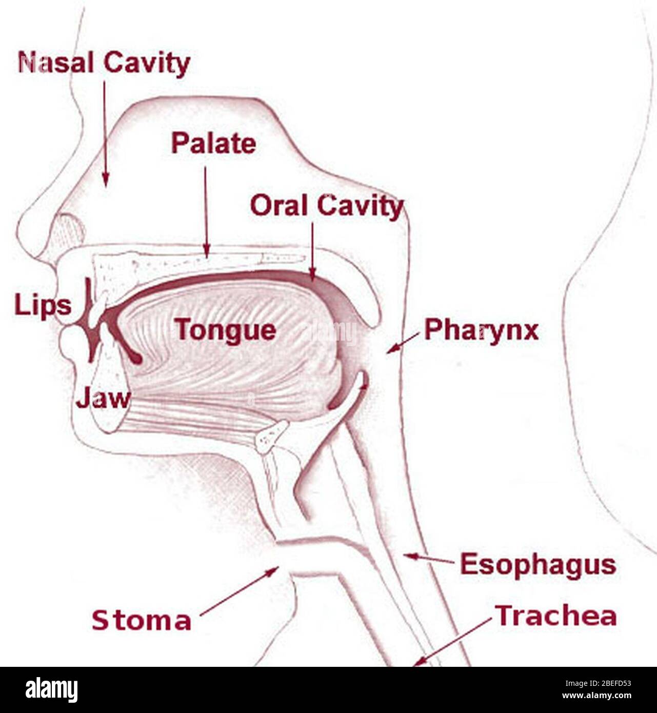 Head neck tracheostomy Stock Photo - Alamy