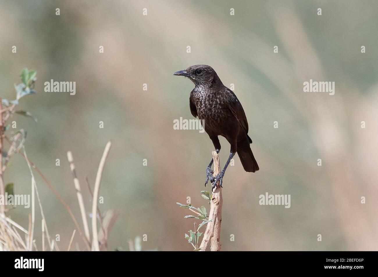 Northern anteater-chat in its natural habitat in The Gambia Stock Photo ...