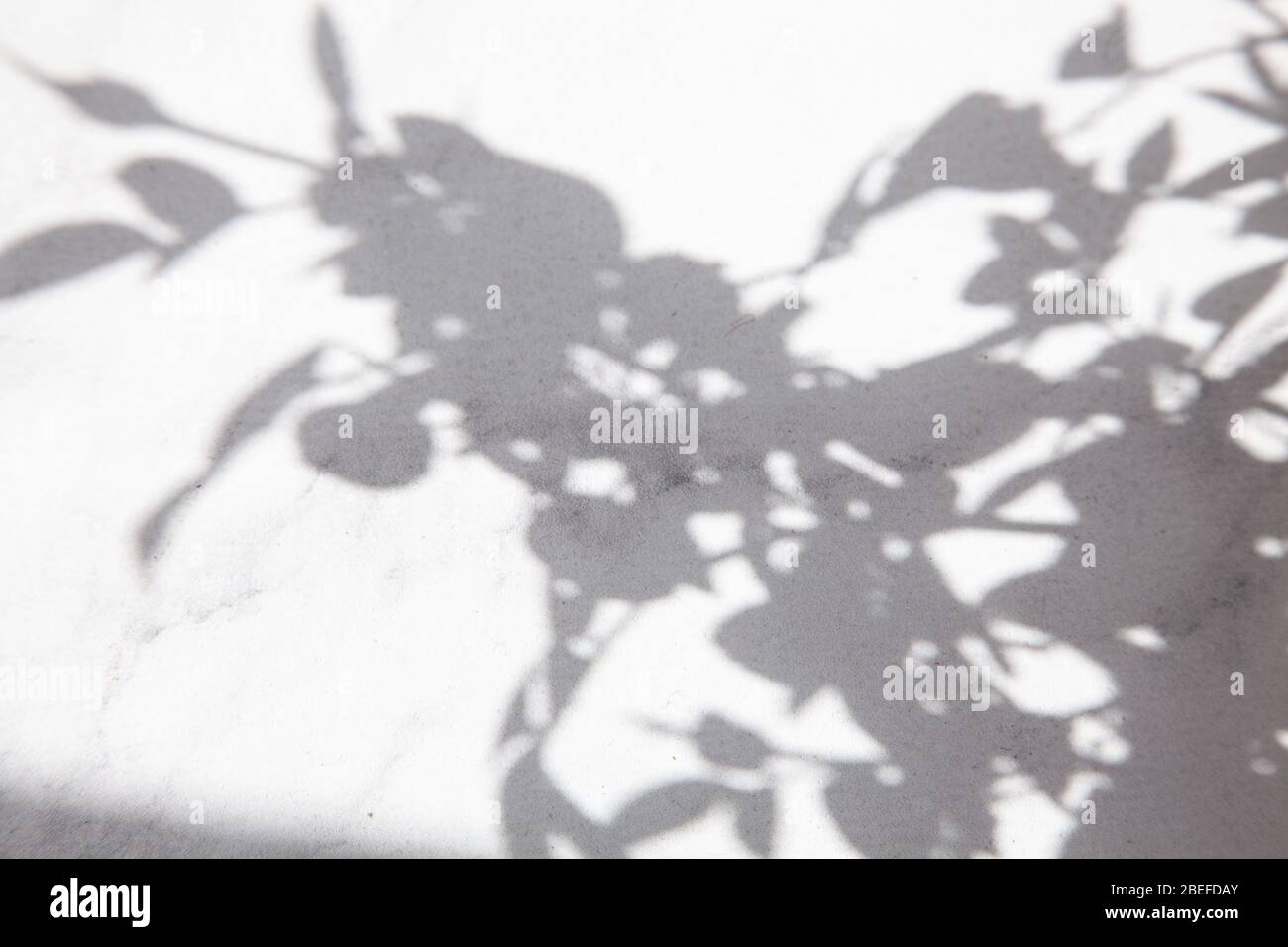 shadow of a plant on a white background or floor Stock Photo - Alamy