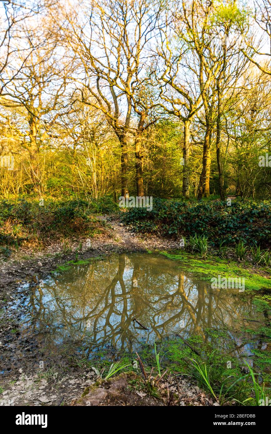 Kings wood croydon hi-res stock photography and images - Alamy