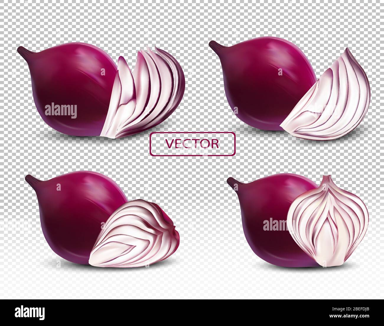 Red Onion Vector