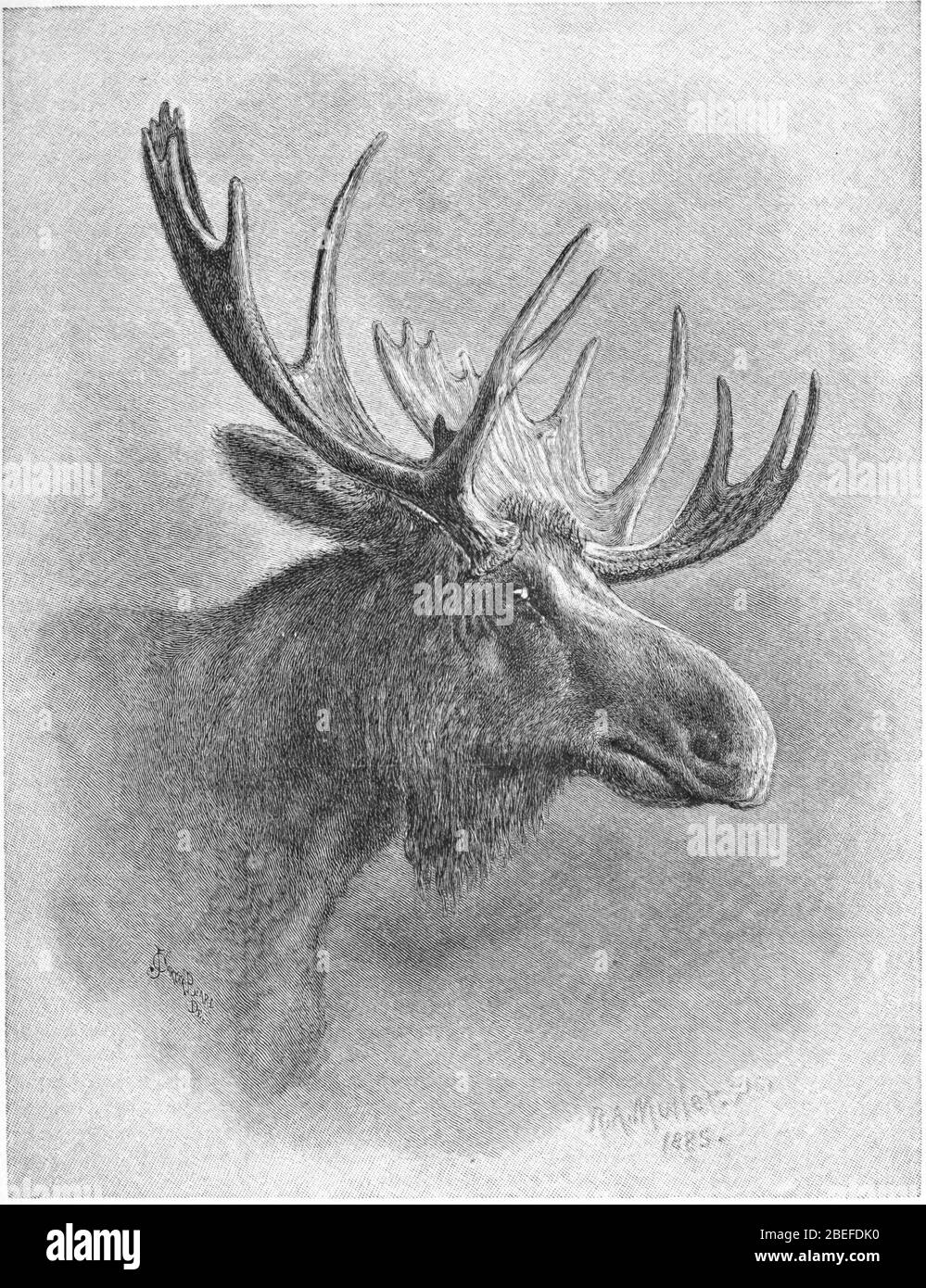 Head of Bull Moose by J. Carter Beard Stock Photo - Alamy
