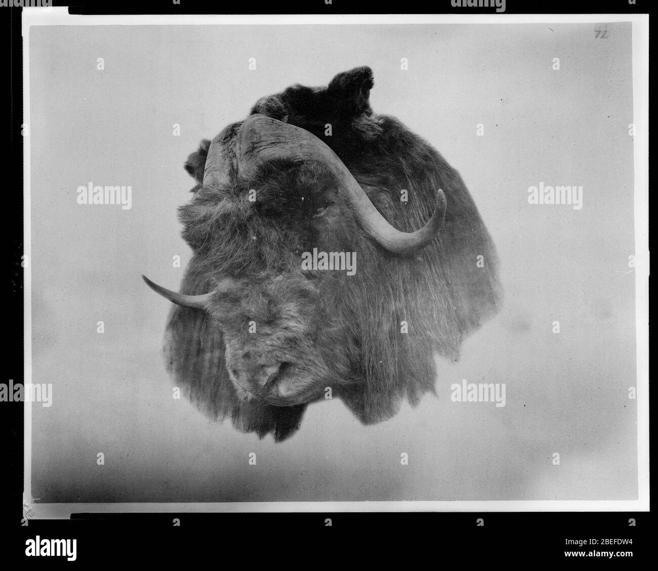 Head of musk ox killed near Ft. Conger - G.W. Rice photo Stock Photo ...