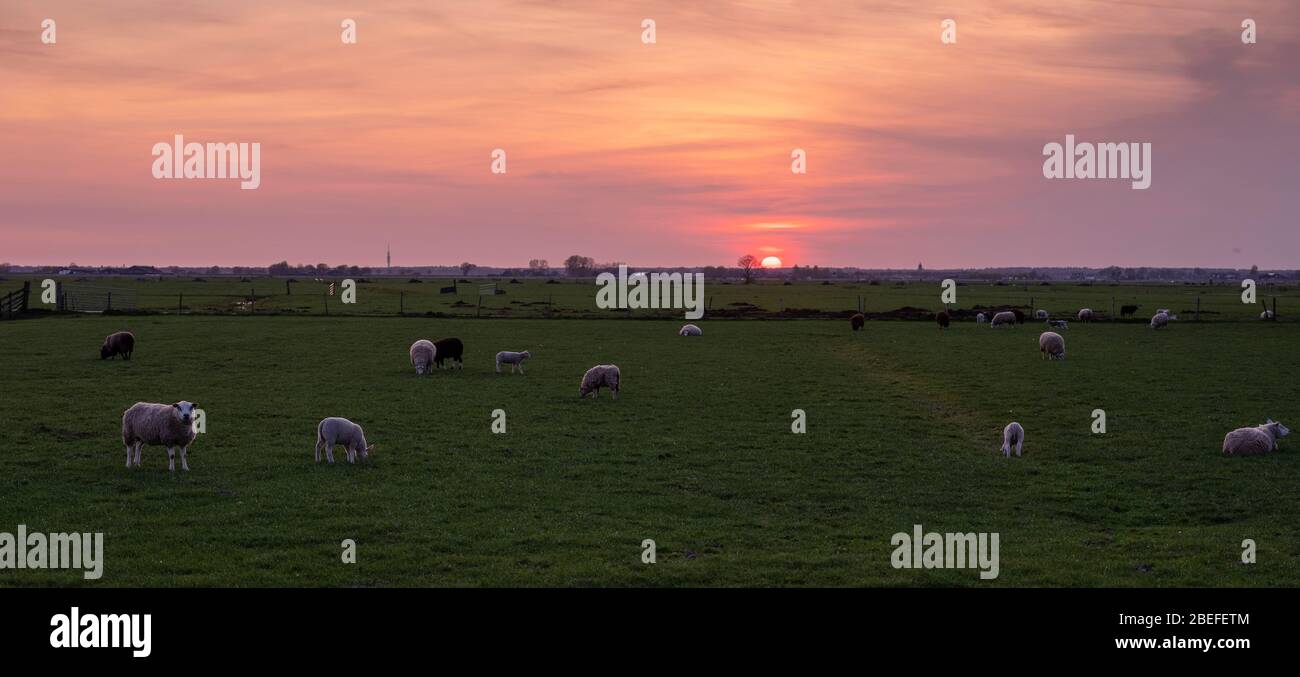 Sheep in silhouette at dusk hi-res stock photography and images - Alamy