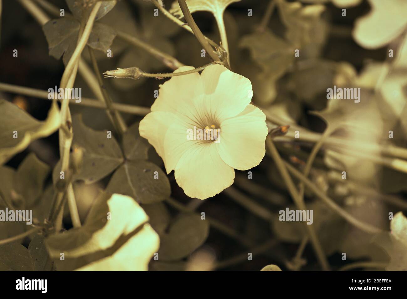 Yellow flowering oxalis pes hi-res stock photography and images - Alamy