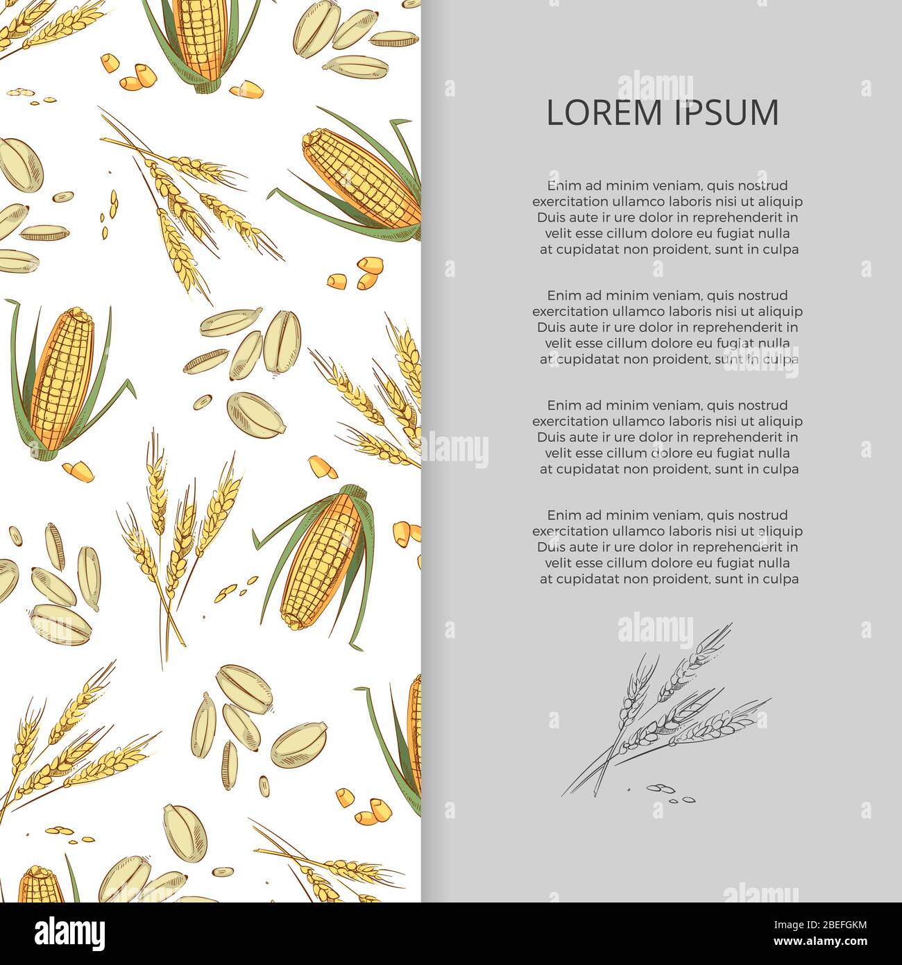 Hand drawn cereals corn wheat banner poster design. Vector illustration ...