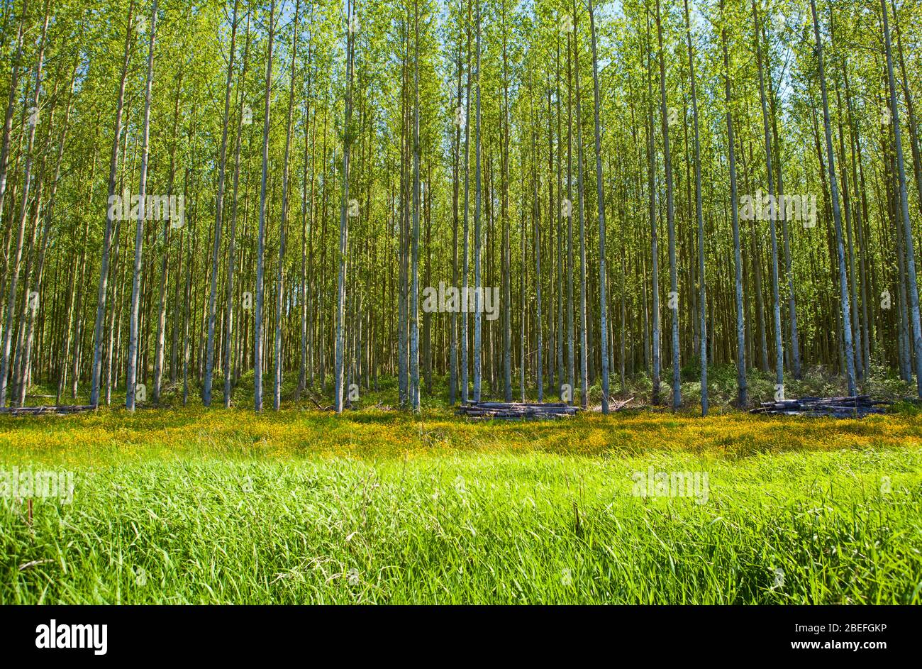 Agroforestry hi-res stock photography and images - Alamy