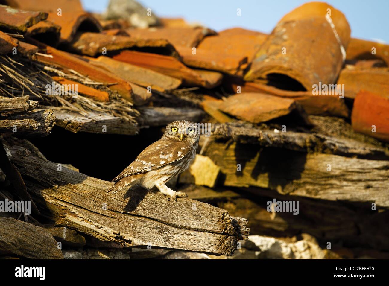 Cute little owl sitting on a roof beams of old homestead Stock Photo ...