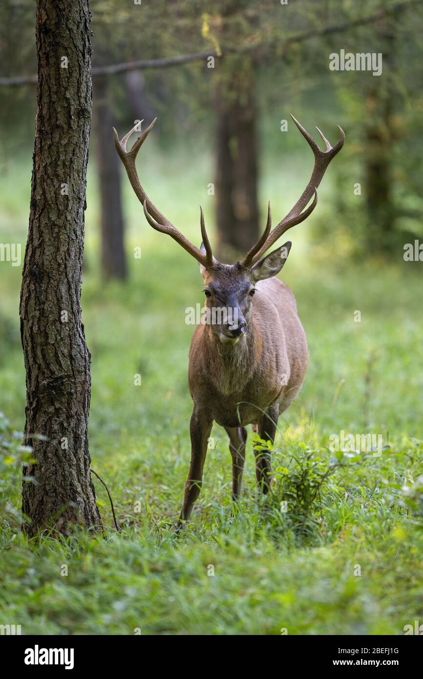 Magnificent red deer chewing in forest and standing by a tree Stock ...