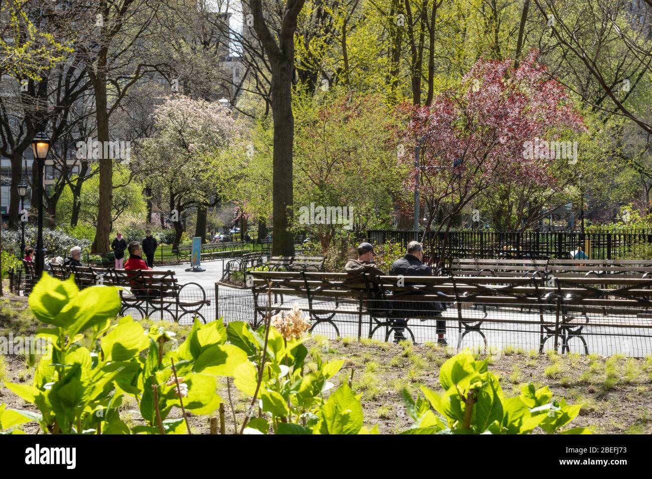 Springtime is beautiful in Madison Square Park, NYC, USA Stock Photo ...