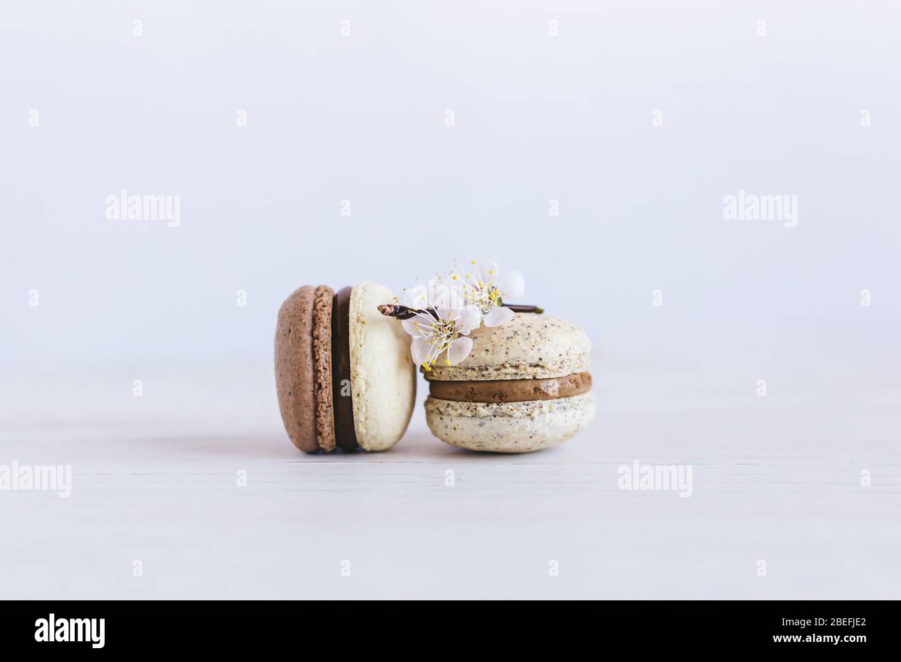 Two tasty French macarons with spring blossom on a white background ...