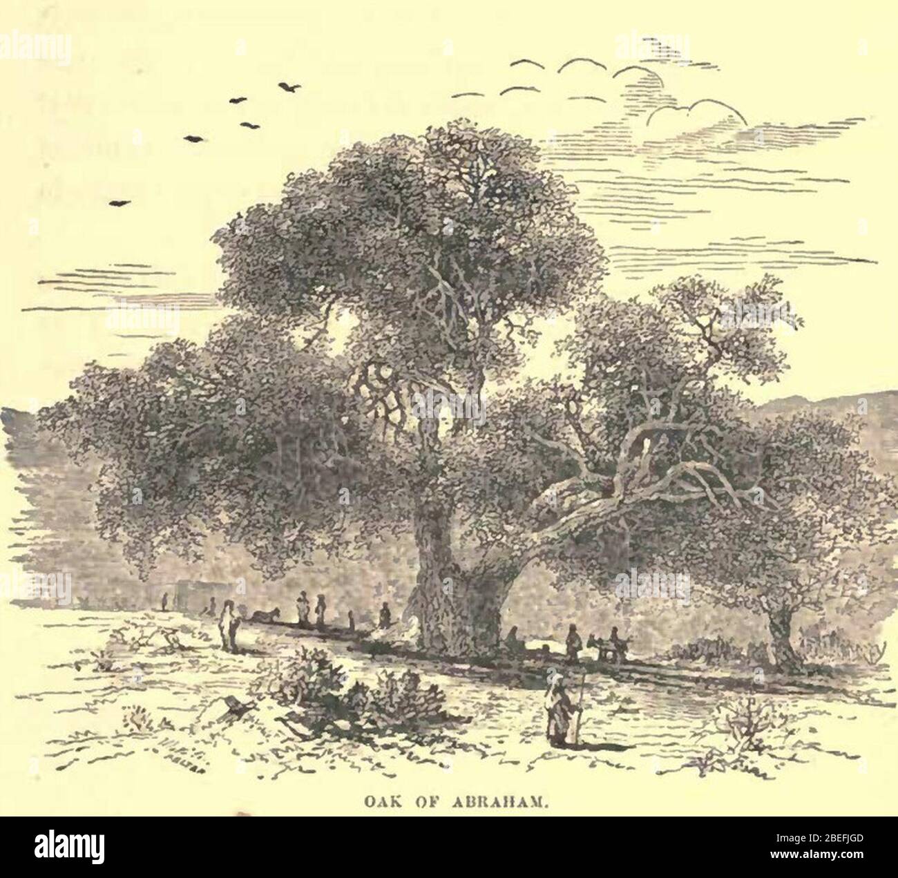 Hebron Abraham oak Stock Photo - Alamy