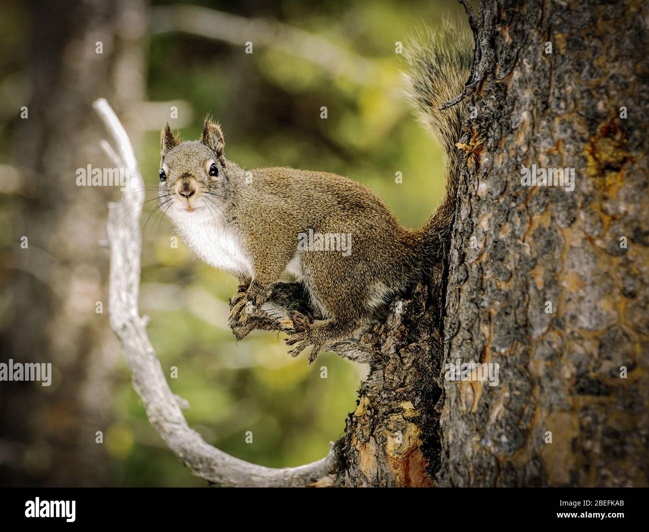 Common Squirrel Tree