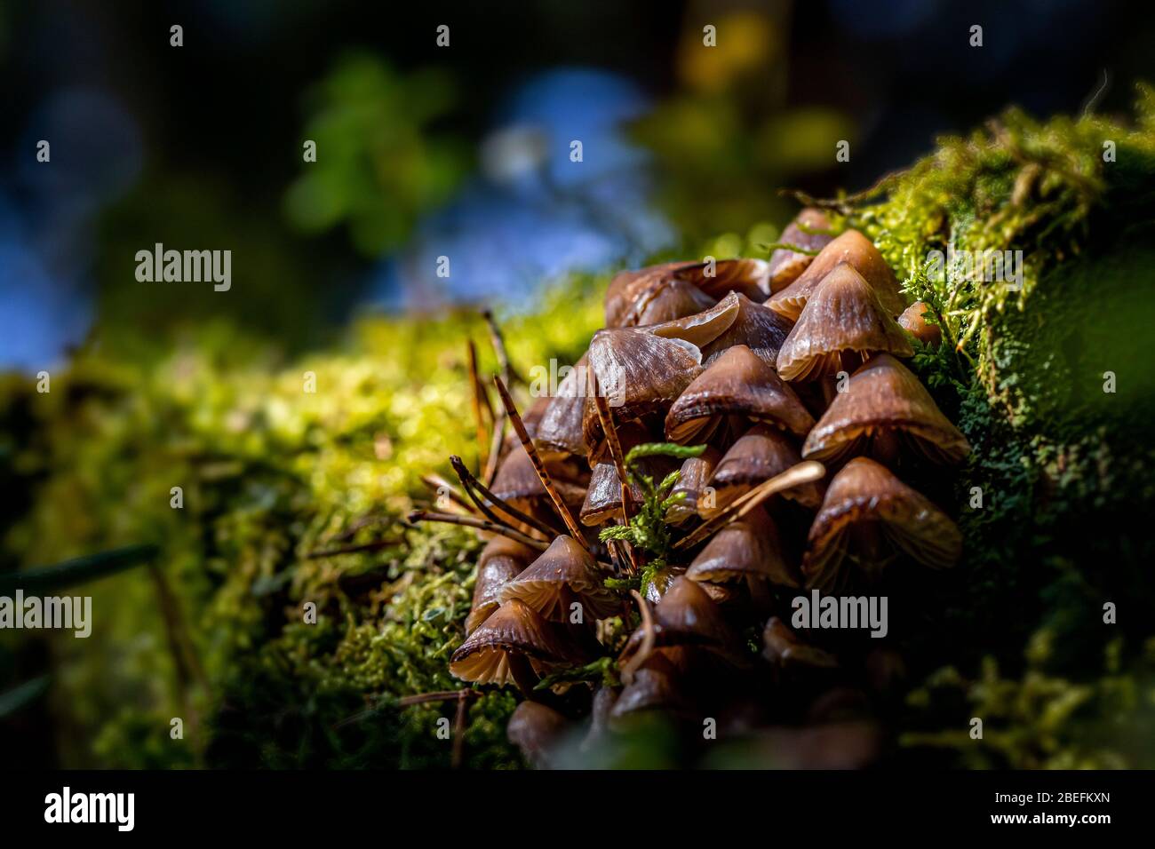 Spring mushrooms in wild forest Stock Photo - Alamy