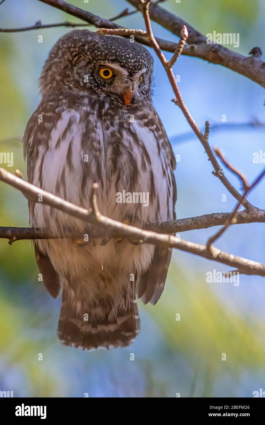 Eurasian pygmy owl (Glaucidium passerinum Stock Photo - Alamy