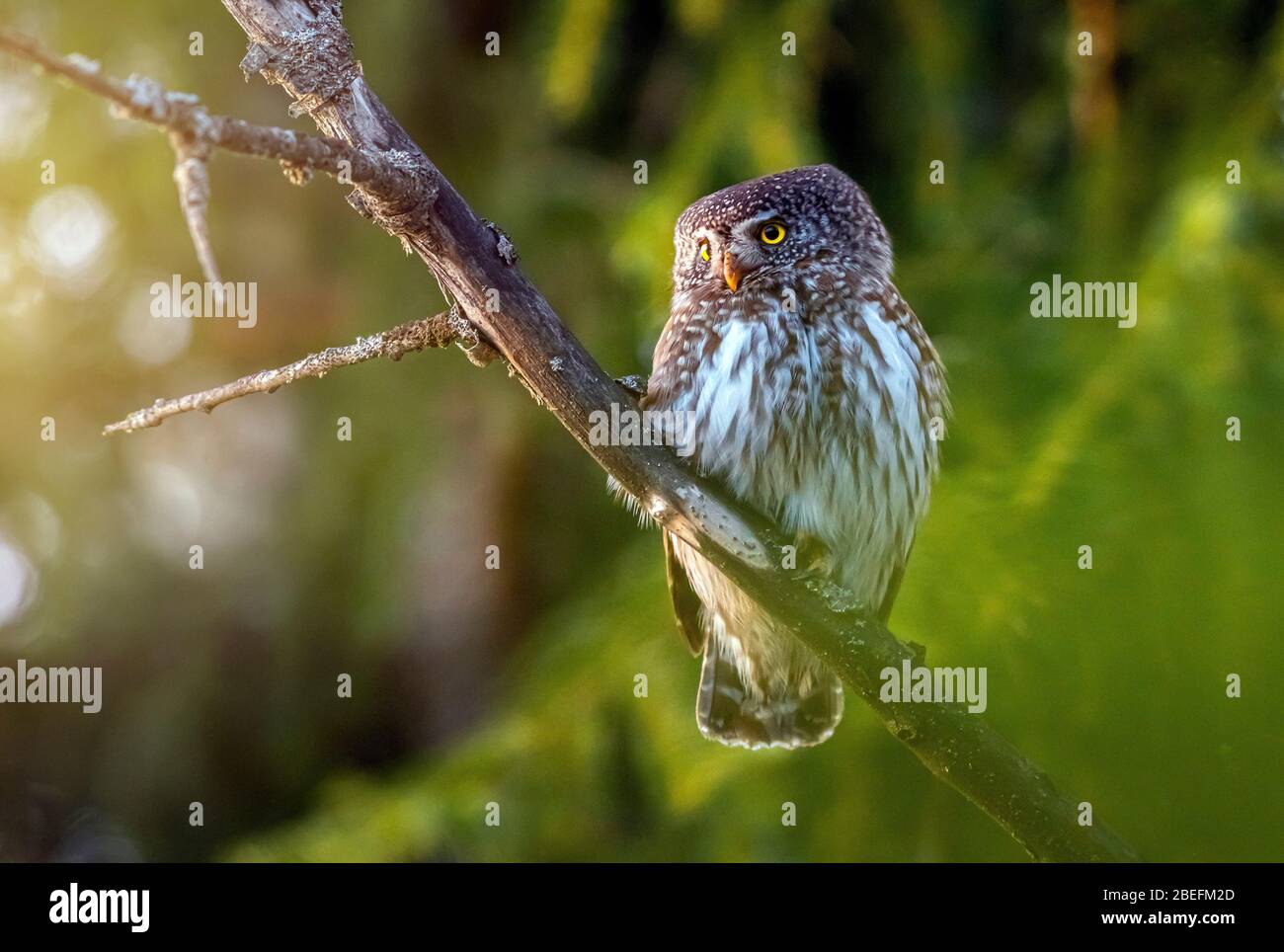 Eurasian pygmy owl (Glaucidium passerinum Stock Photo - Alamy