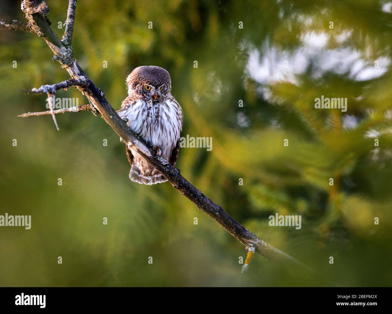 Eurasian pygmy owl (Glaucidium passerinum Stock Photo - Alamy