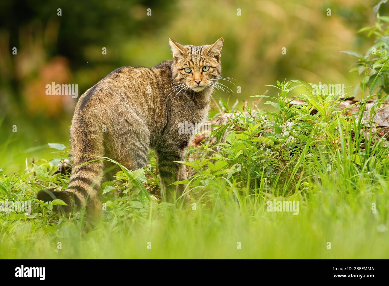 European wildcat with black stripes on tail looking behind over ...