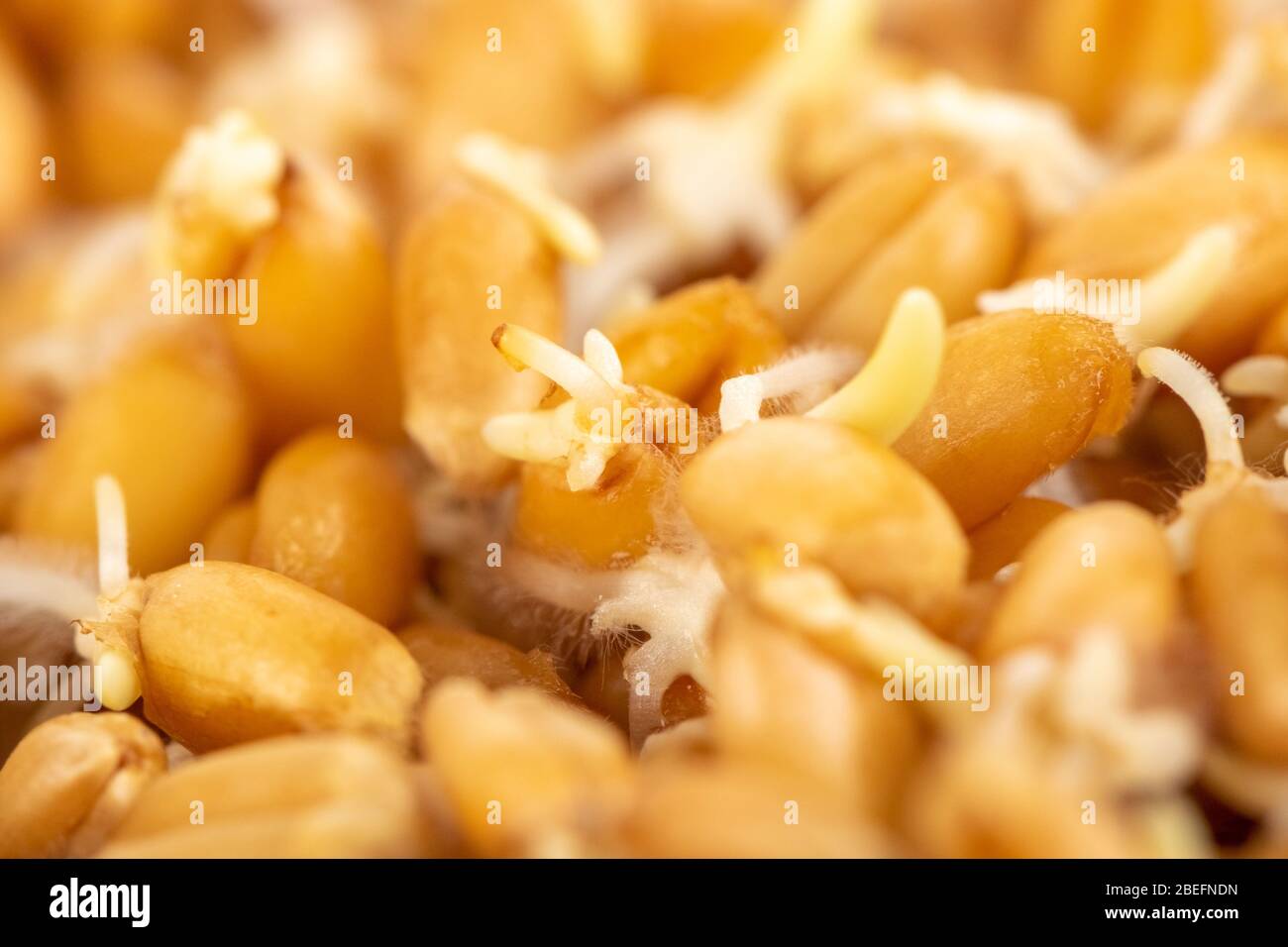 wheat sprouted grains are on the table, texture Stock Photo - Alamy