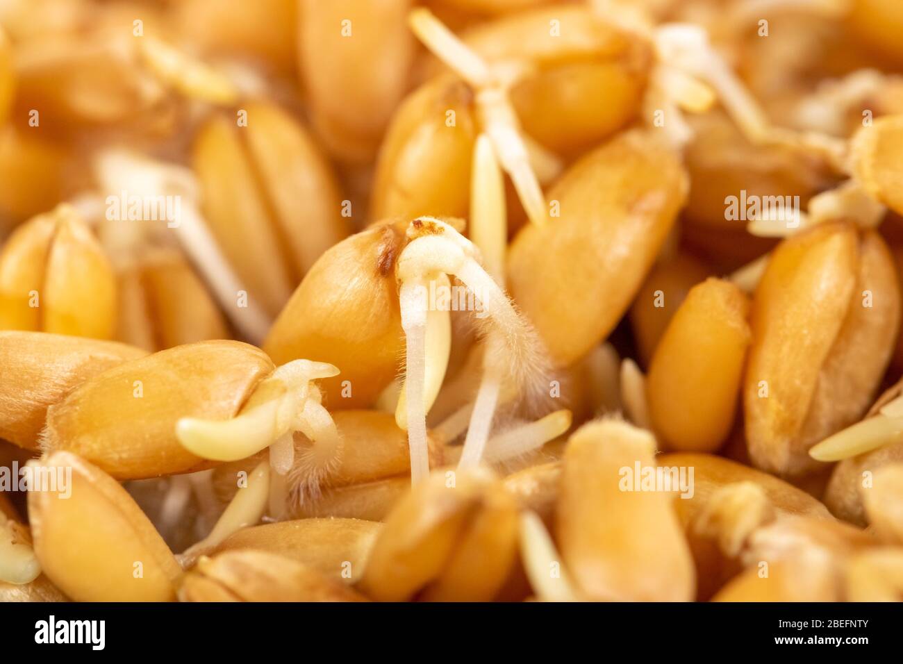 Sprouted grains hi-res stock photography and images - Alamy