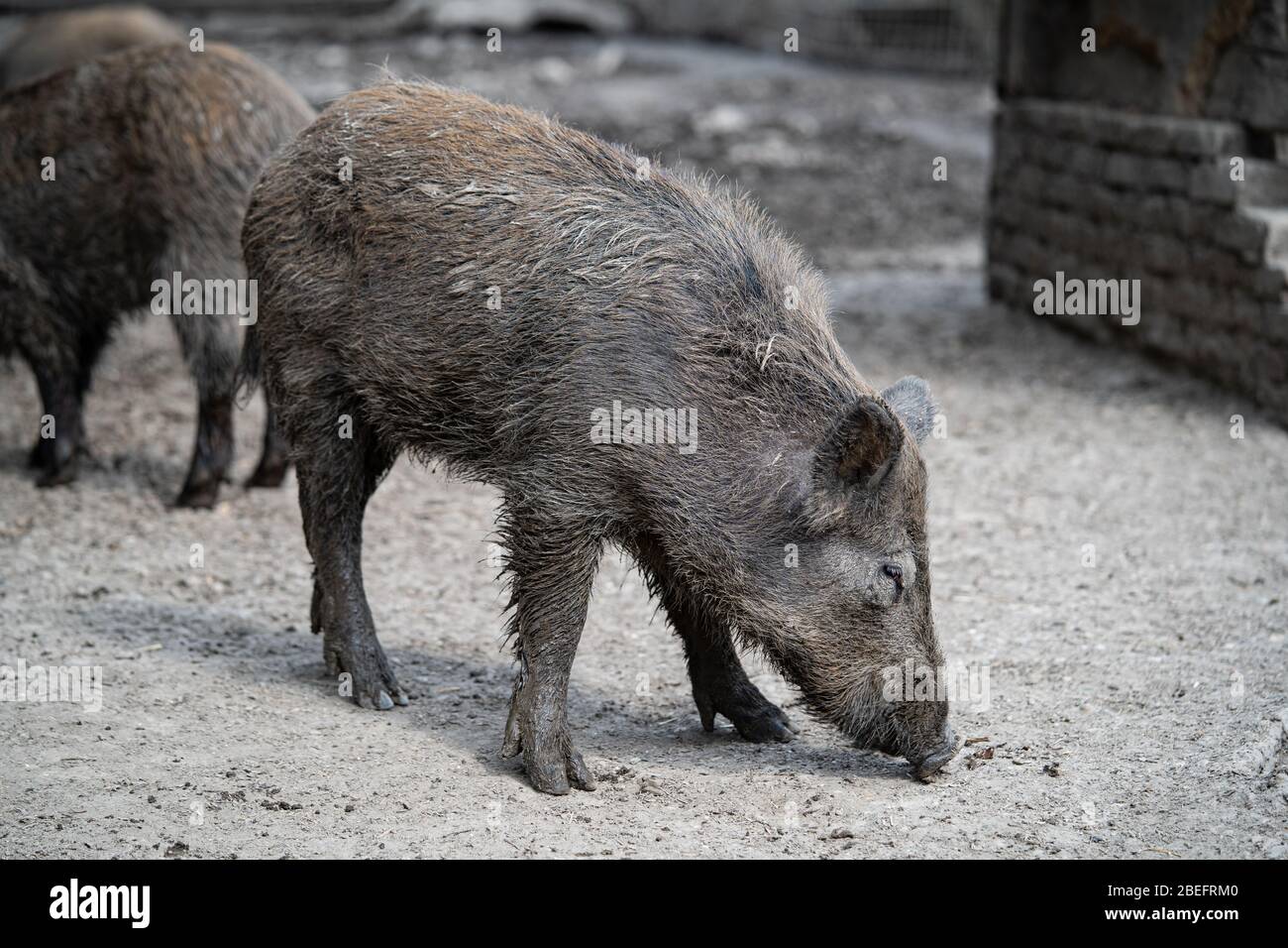 Pig in corral hi-res stock photography and images - Alamy
