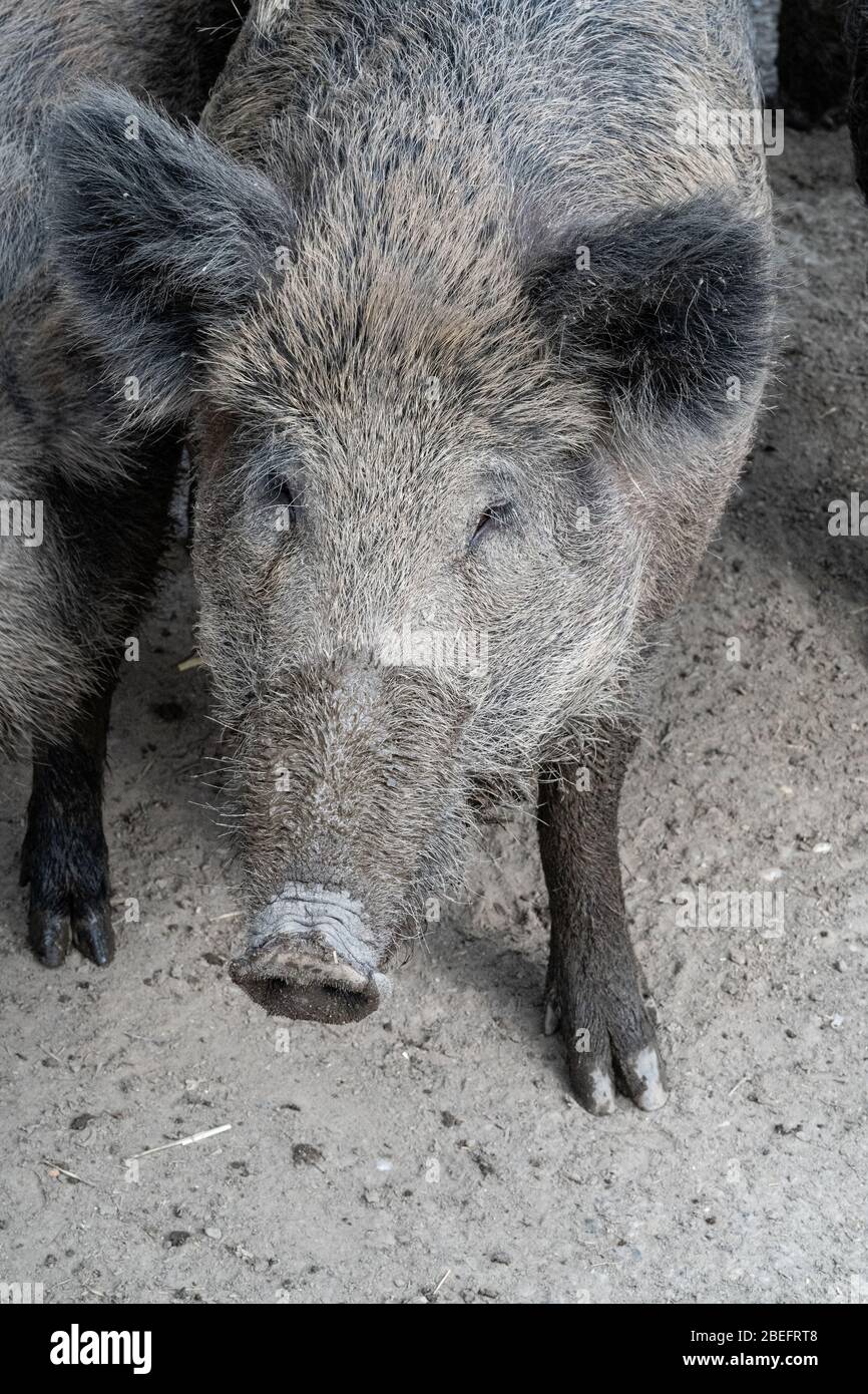 Fenced corral hi-res stock photography and images - Alamy