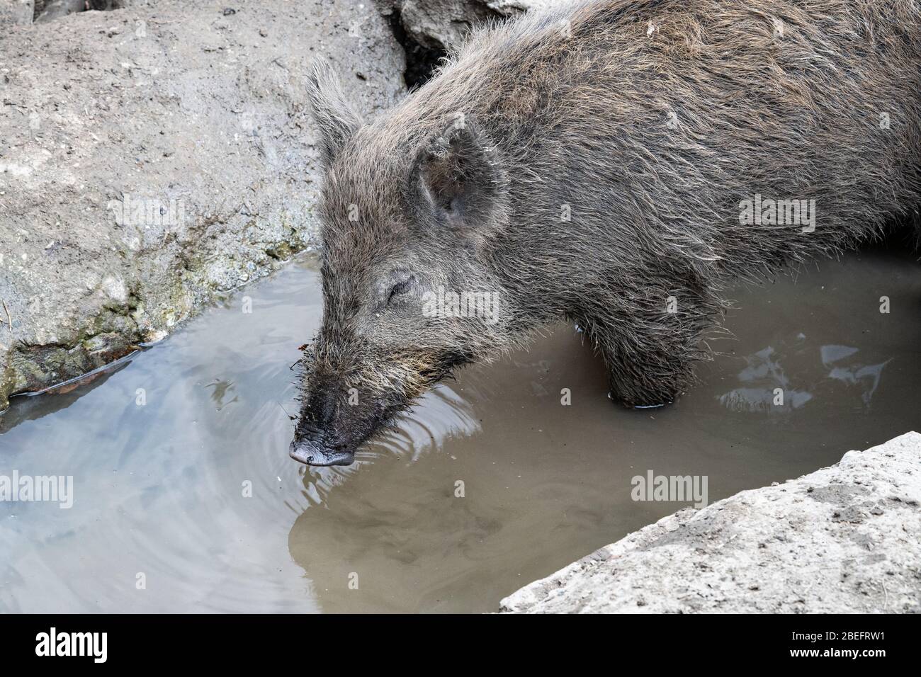 Pig in corral hi-res stock photography and images - Alamy
