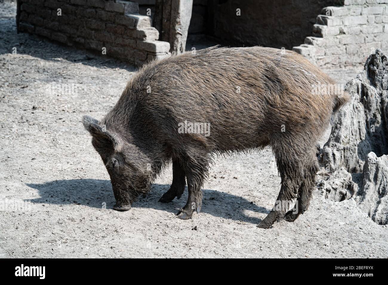 Pig in corral hi-res stock photography and images - Alamy