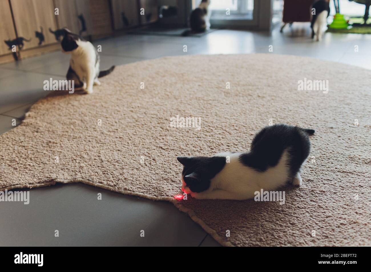 Laser pointer cat hi-res stock photography and images - Alamy