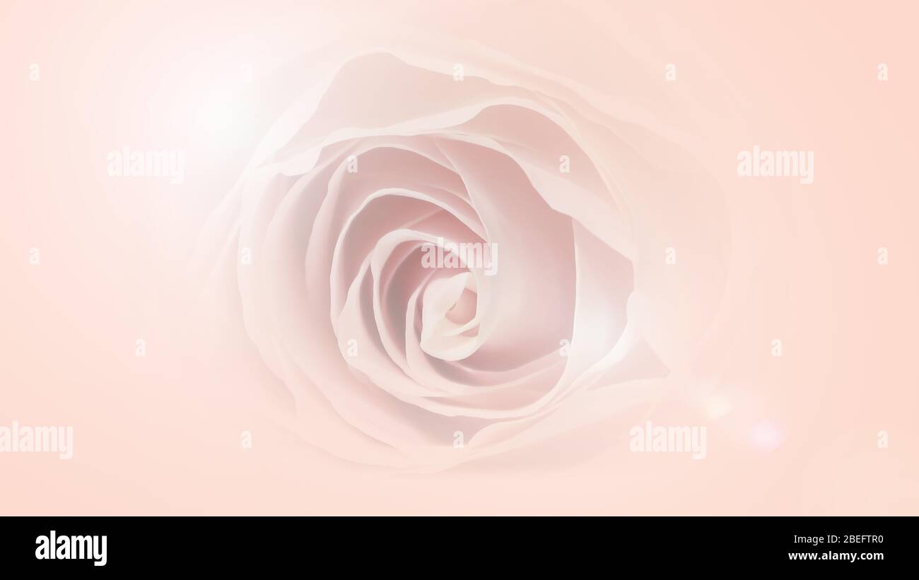 romantic softed pink rose background with text space Stock Photo - Alamy
