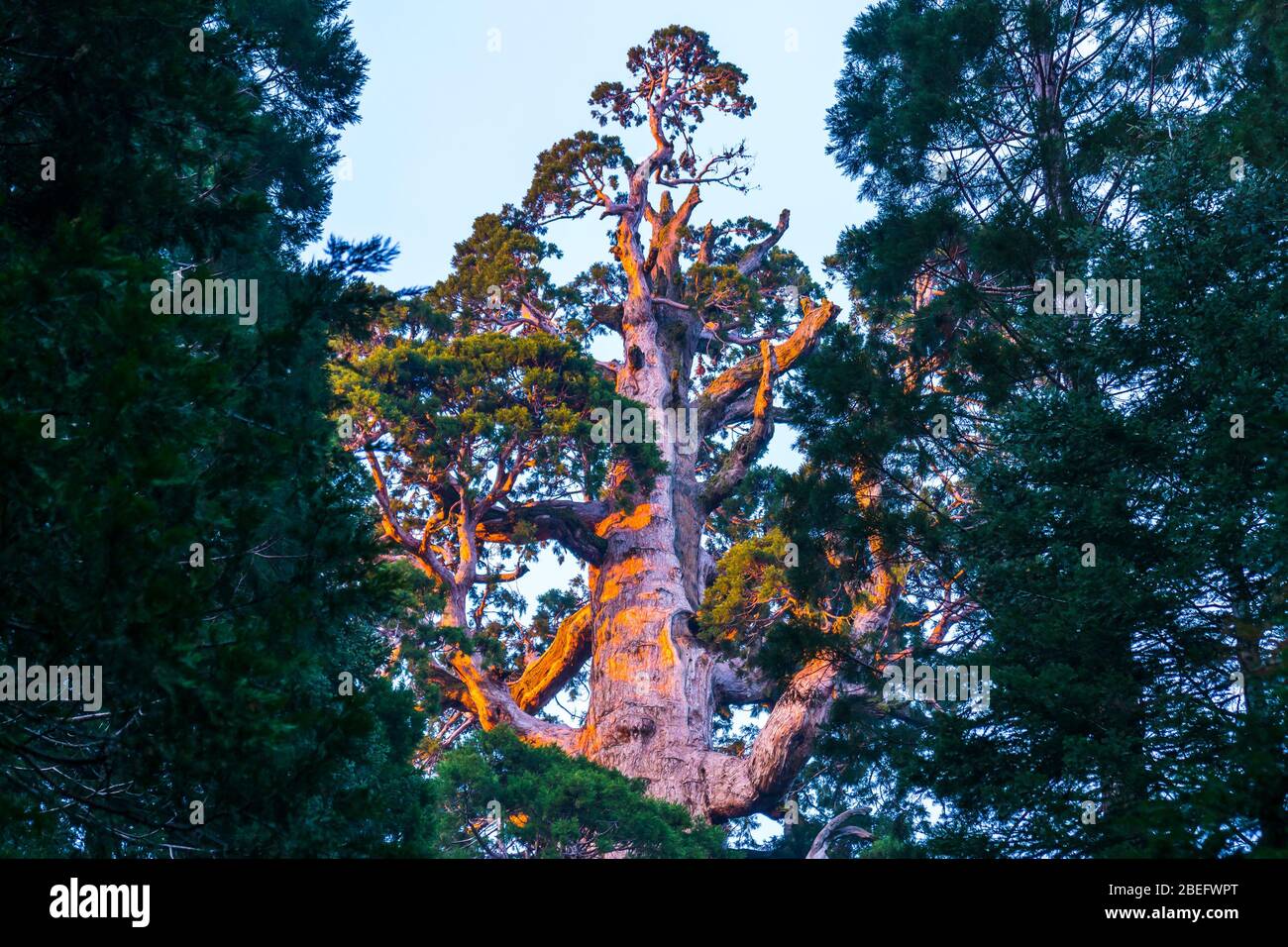Giant evergreen tree hi-res stock photography and images - Alamy