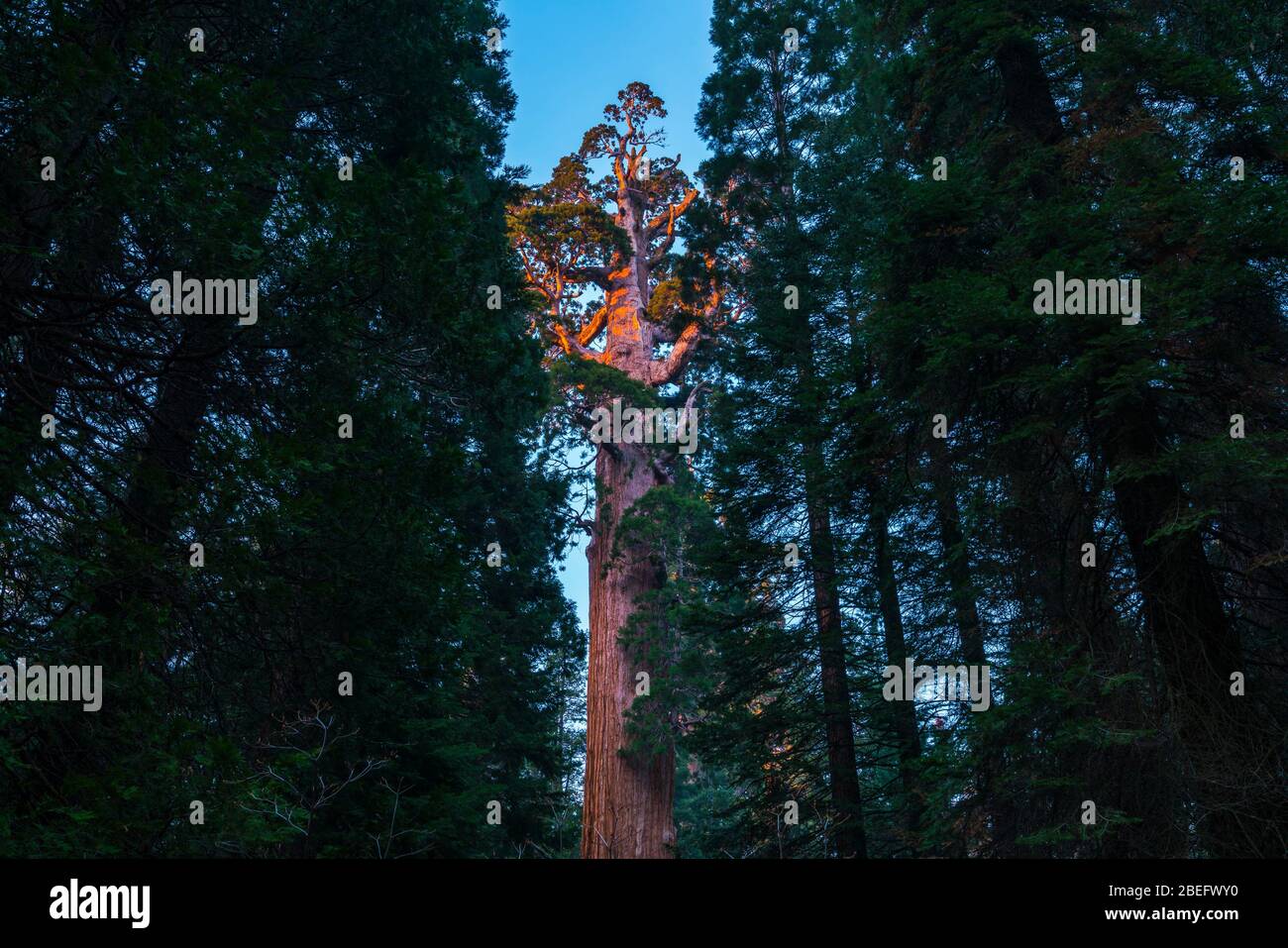 Giant evergreen tree hi-res stock photography and images - Alamy