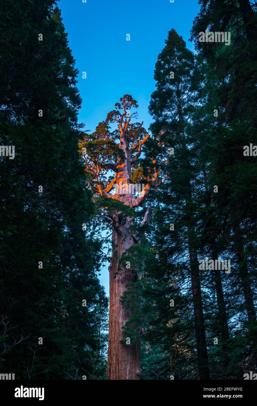 Giant evergreen tree hi-res stock photography and images - Alamy