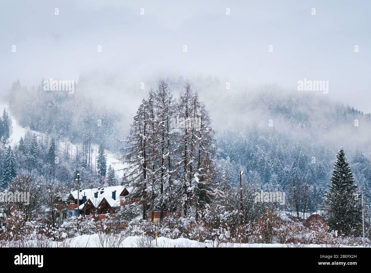 Pine trees snow slope hi-res stock photography and images - Alamy