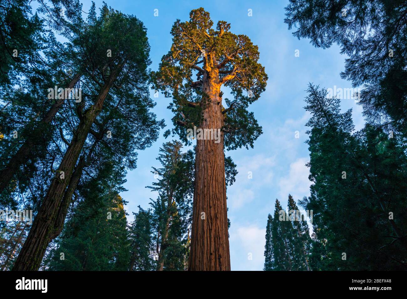 Giant trees sequoia evergreen tree hi-res stock photography and images ...