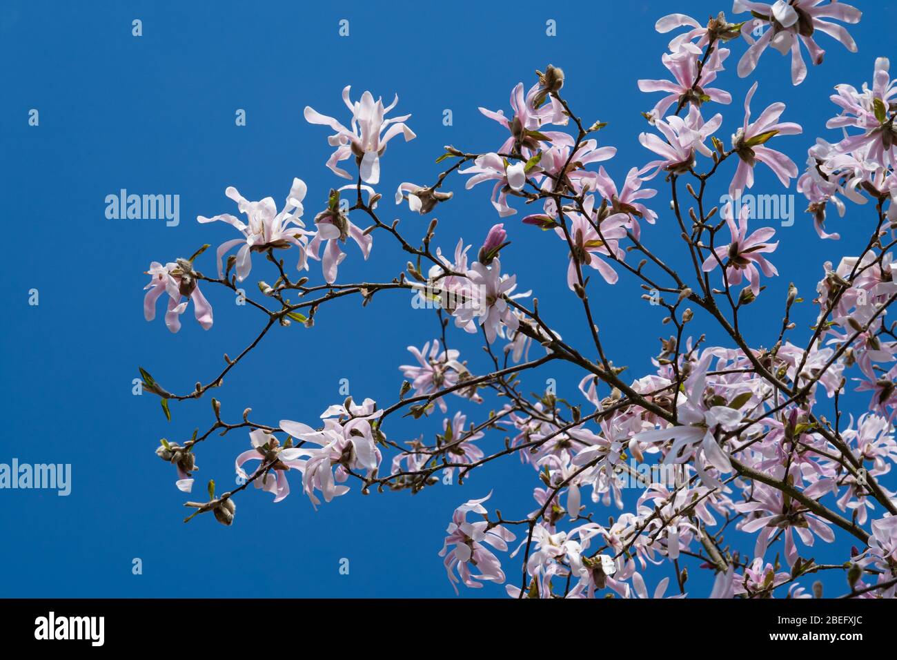 Magnolia flower bouquet hi-res stock photography and images - Alamy
