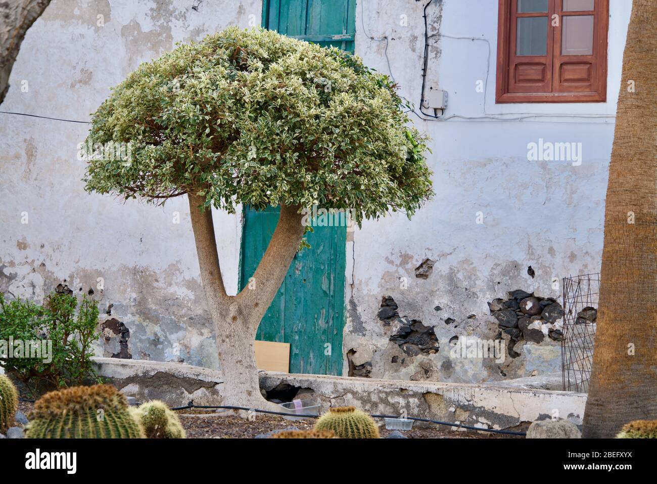 Morbid texture hi-res stock photography and images - Alamy