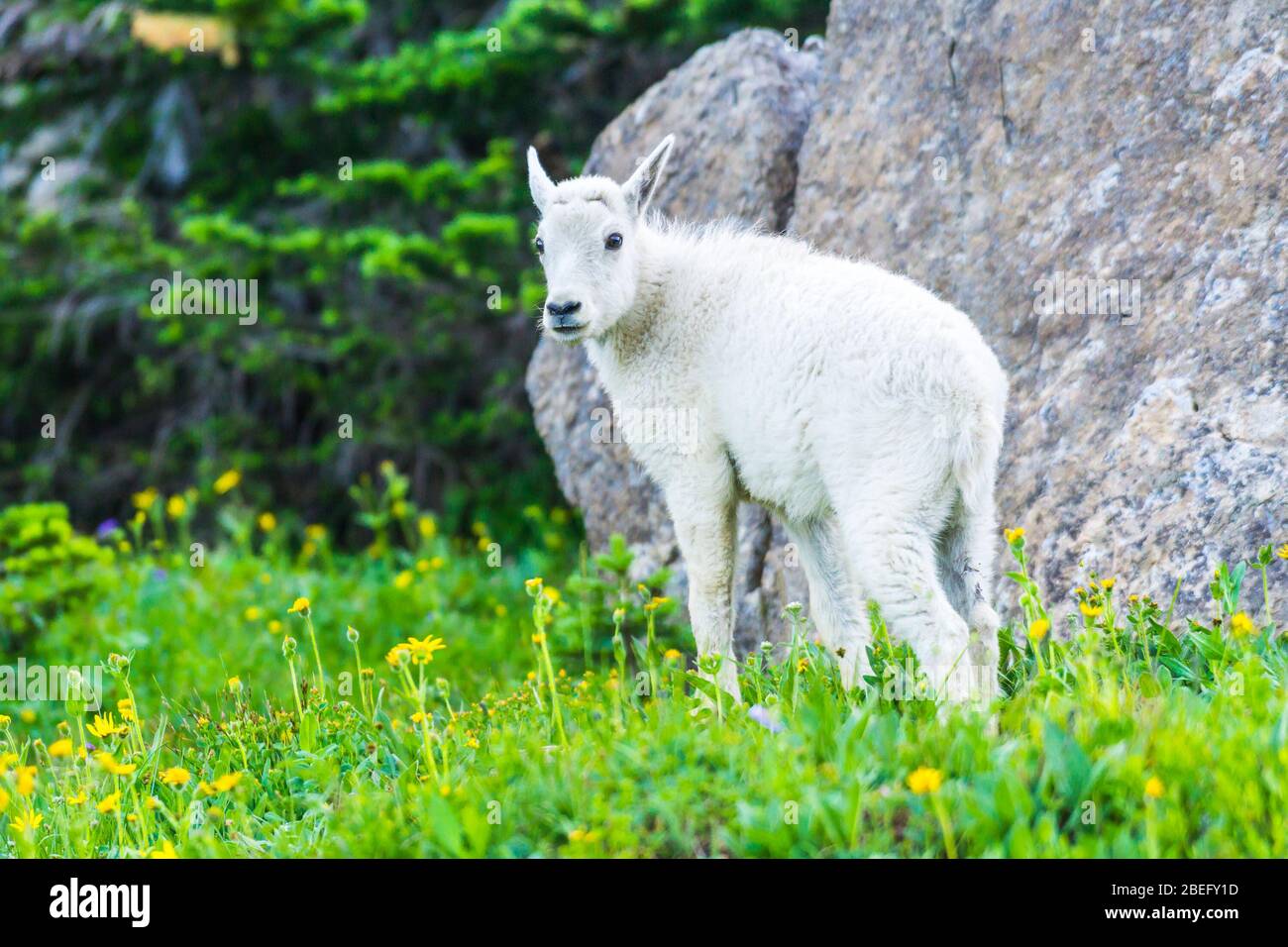 Two mountain goats mother and kid in green grass field, Glacier ...