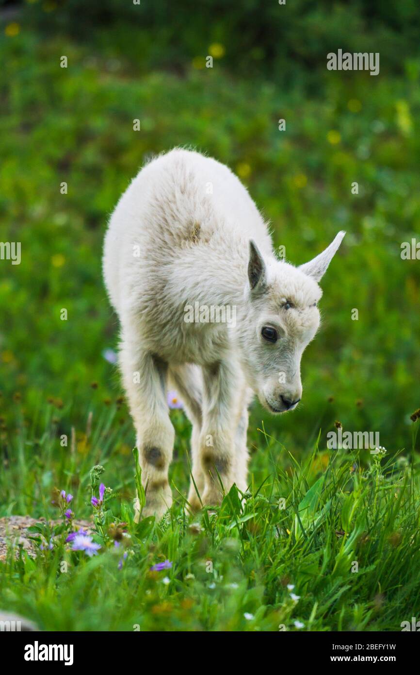 Two mountain goats mother and kid in green grass field, Glacier ...
