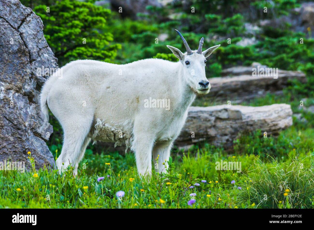 Two mountain goats mother and kid in green grass field, Glacier ...