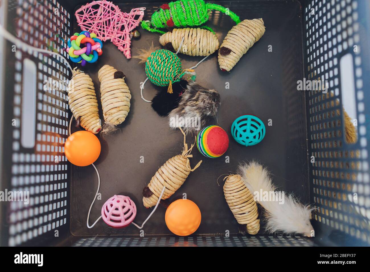 Flat lay composition with accessories for dog and cat on box. Pet care ...