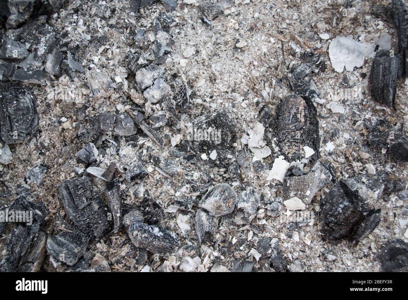 Ash wood texture hi-res stock photography and images - Alamy