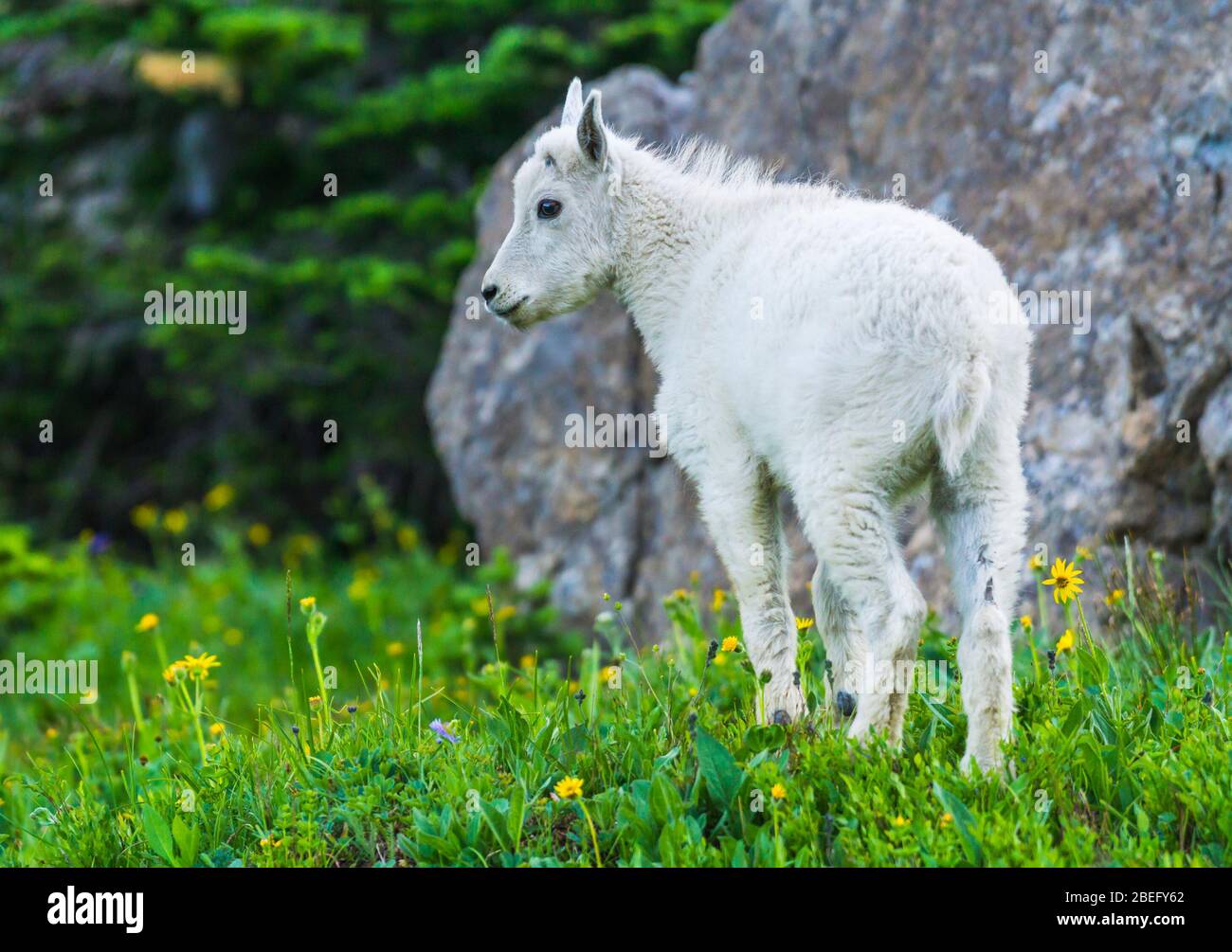 Two mountain goats mother and kid in green grass field, Glacier ...