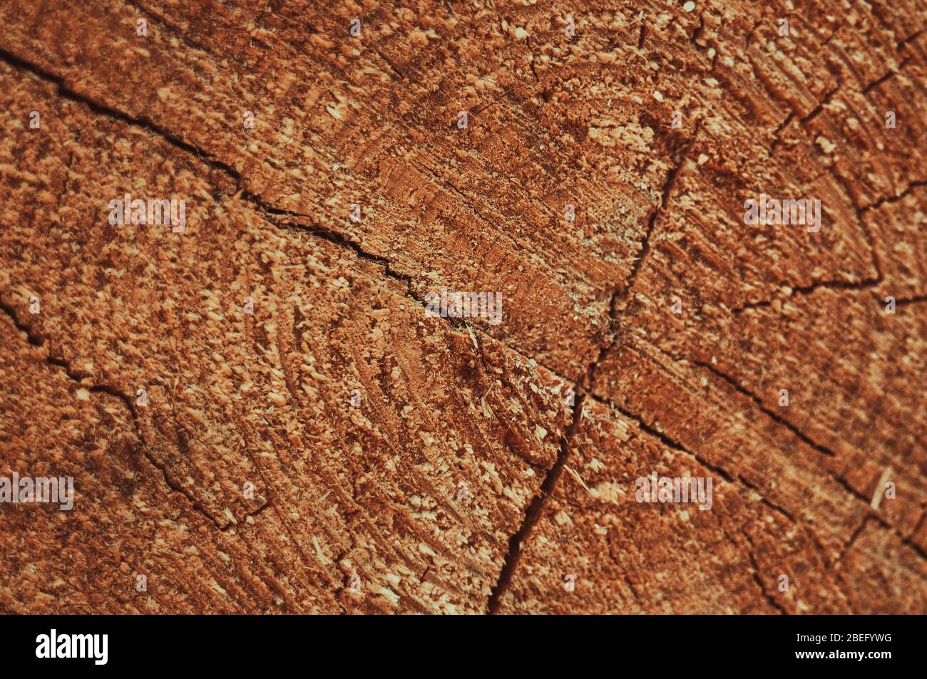 Annual rings of a sawed tree hi-res stock photography and images - Alamy