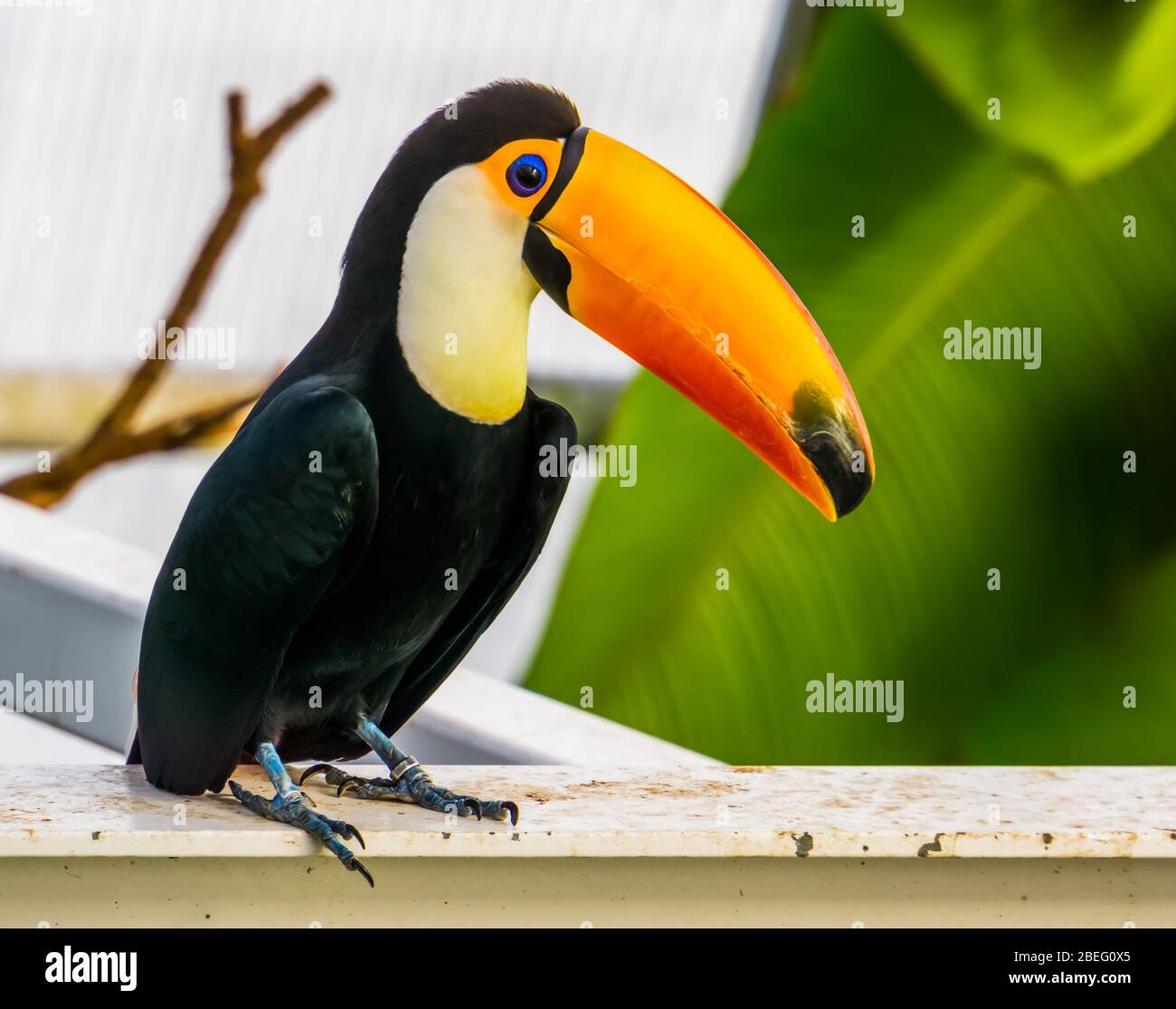Specie ramphastos hi-res stock photography and images - Alamy
