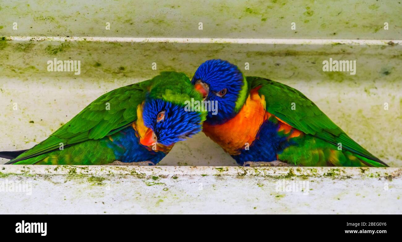 lovely rainbow parakeet couple preening each other, Typical bird ...
