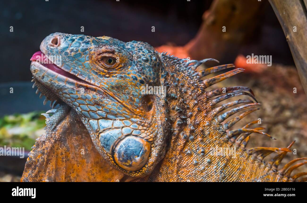 Reptile face hi-res stock photography and images - Alamy